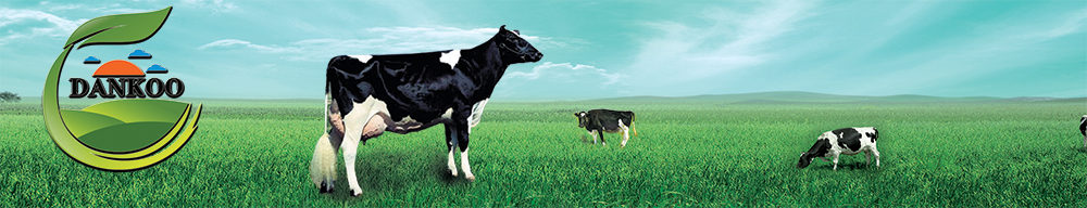 Dankoo - Forside